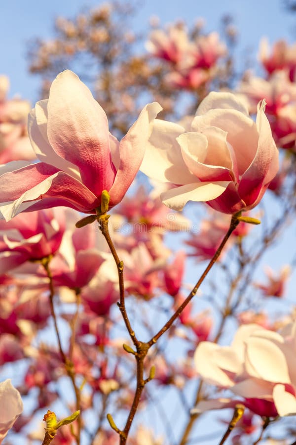 Magnolia Blooms stock image. Image of soft, blooming - 69353117