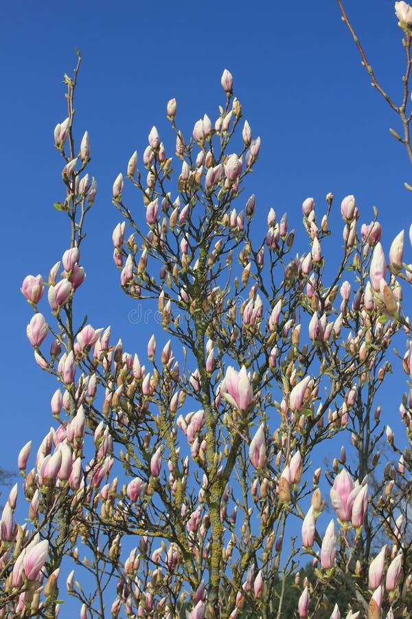 Blue Sky with Magnolia Blossom / Magnolia Trees are Shrubs or Trees ...