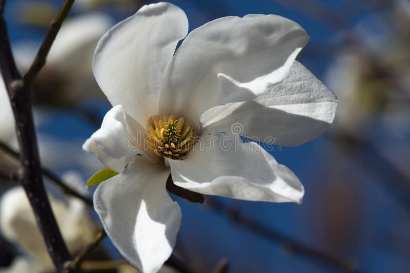 Magnolia Blossom, Magnolia L Stock Photo - Image of anther, flower ...