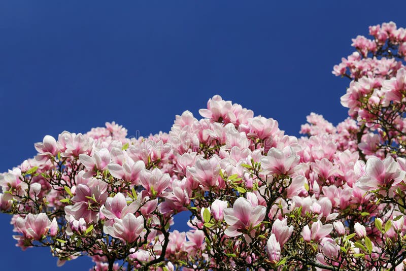 Magnolia Blossom in the Spring Stock Image - Image of fresh, branch ...