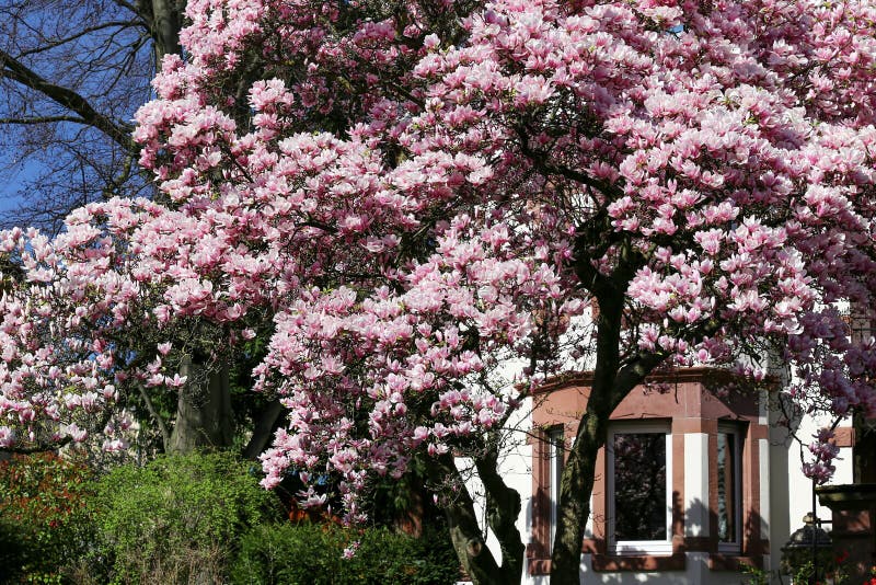 Magnolia Blossom in the Spring Stock Photo - Image of magnolia, magenta ...