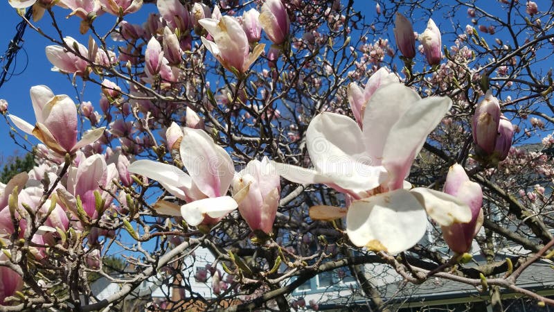 Magnolia Blossom in Sunny Day Stock Image - Image of bloom, easter ...