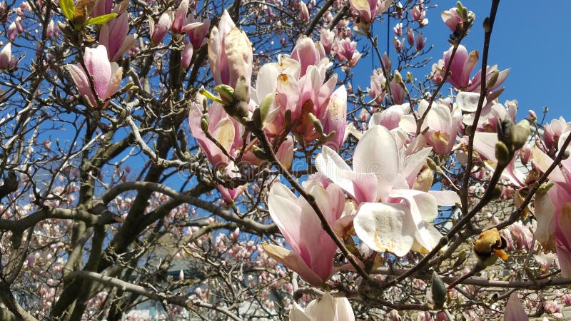 Magnolia Blossom in Sunny Day Stock Photo - Image of environment ...