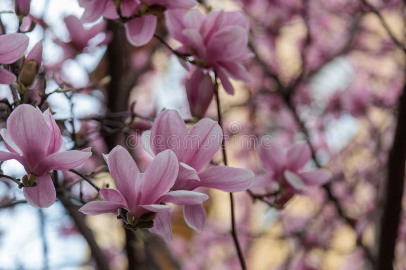 Magnolia blossom tree stock photo. Image of blossom - 369648514