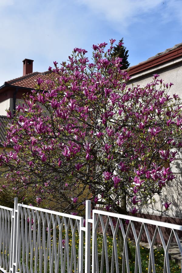 Magnolia Blossomed in the Courtyard with the White Fence Stock Photo ...