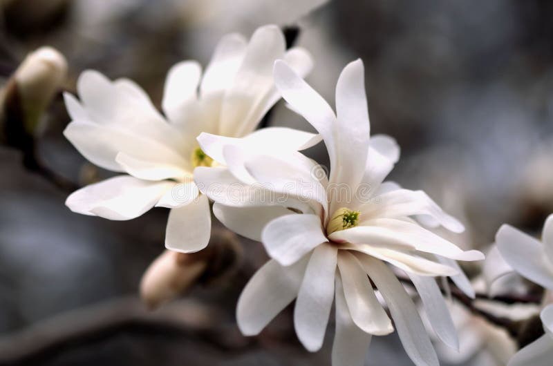 Magnolia Blossoms stock image. Image of pollen, magnolia - 5124049