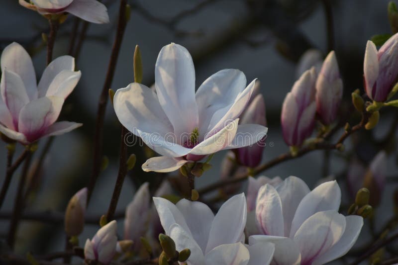 Magnolia stock image. Image of illuminated, produce - 271302295