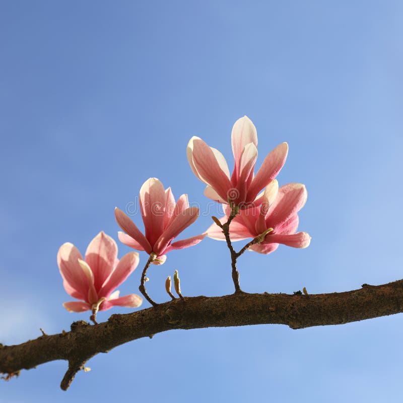 Magnolia Blossoms in the Spring Stock Photo - Image of twig, bloom ...