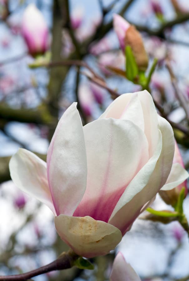 Magnolia-boom stock afbeelding. Image of installatie, levendig - 9591963