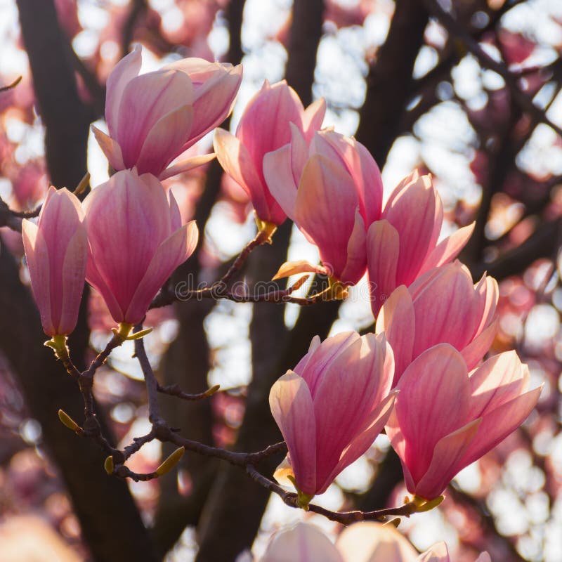 Magnolia Branch in Backlit Light Stock Image - Image of floral ...