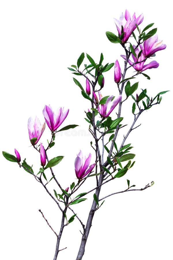 Magnolia branch stock image. Image of development, beauty - 47673733