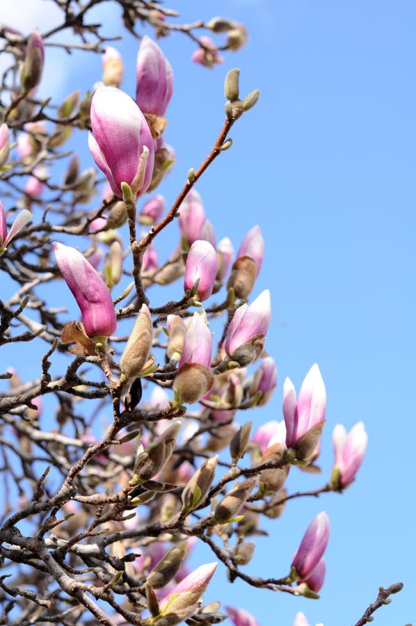 A Branch of Magnolia Flower Stock Image - Image of purple, beautiful ...