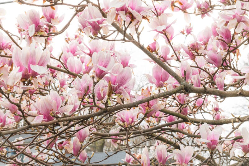 Magnolia Branch stock photo. Image of magnolia, pink - 178944628