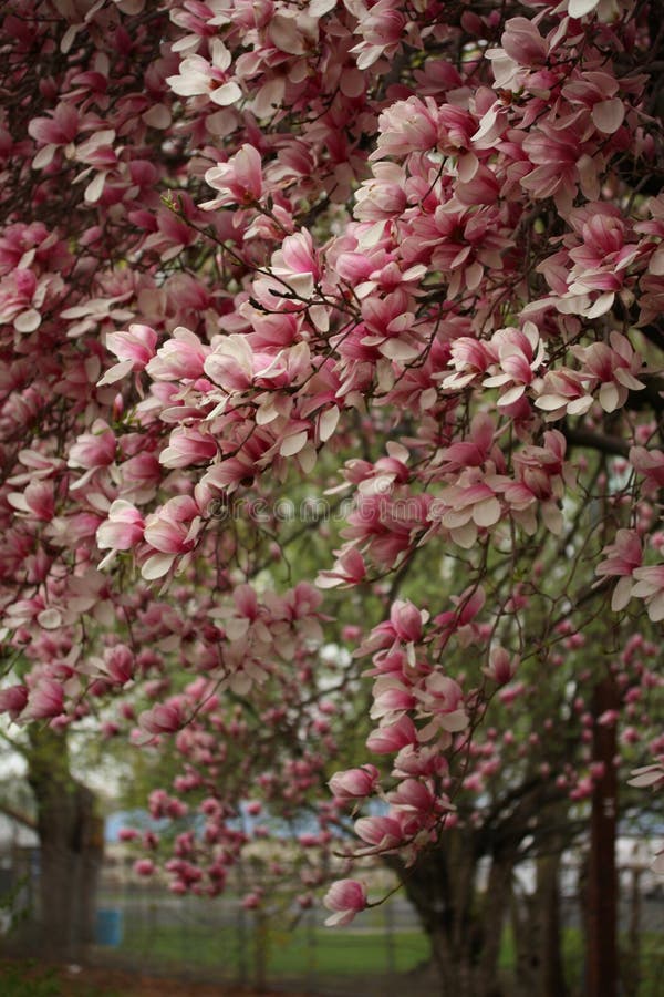 Magnolia branches stock photo. Image of spring, magnolia - 19435106