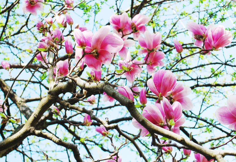 Magnolia branches stock photo. Image of botany, bloom - 24384234