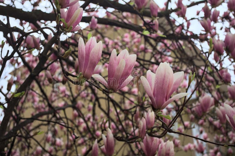 Magnolia branches in bloom stock image. Image of flowers - 370314671