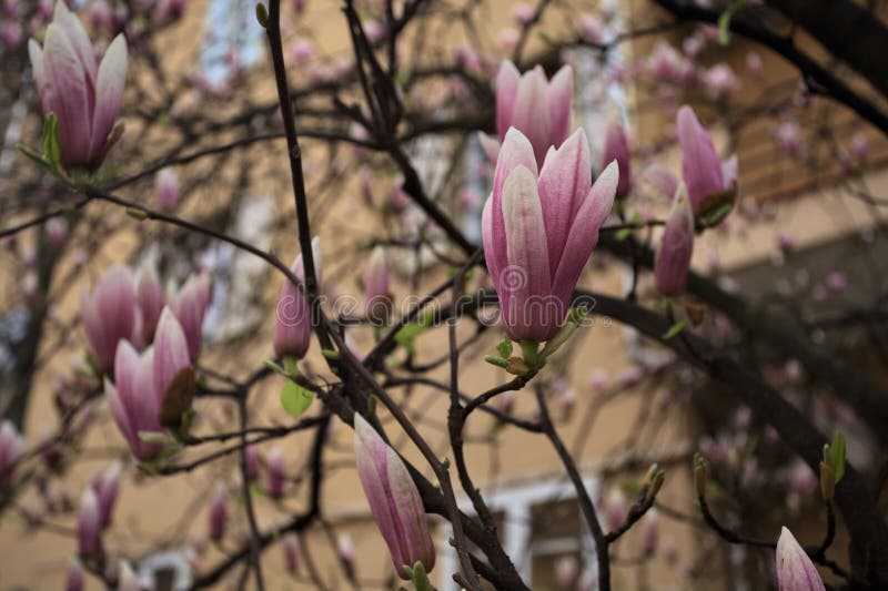 Magnolia branches in bloom stock photo. Image of architecture - 370314796