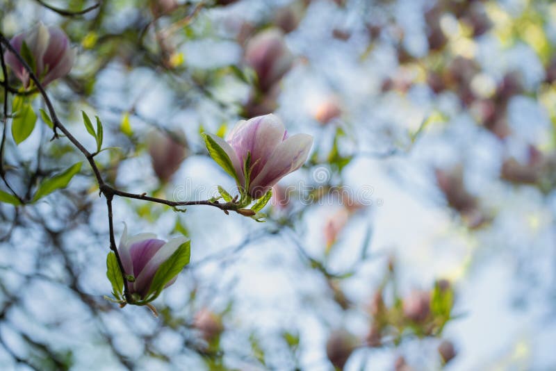 Magnolia branches stock image. Image of floral, background - 357746789
