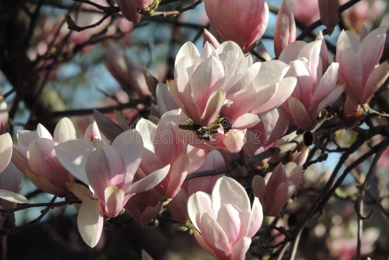 Magnolia Branches Dancing with the Wind Stock Photo - Image of branch ...
