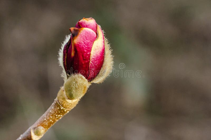 Magnolia Bud Beginning To Bloom in Spring Stock Photo - Image of ...