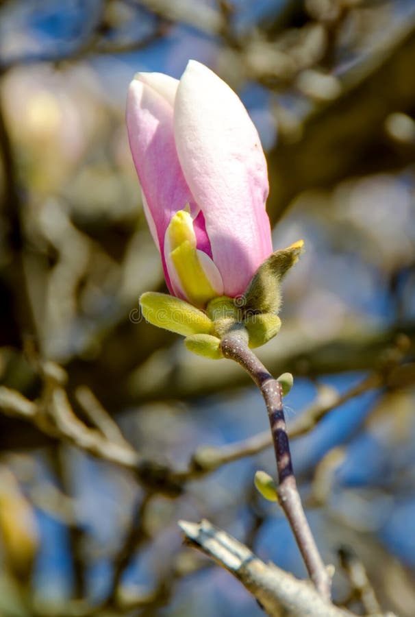 Magnolia bud flower stock photo. Image of fresh, macro - 39026992