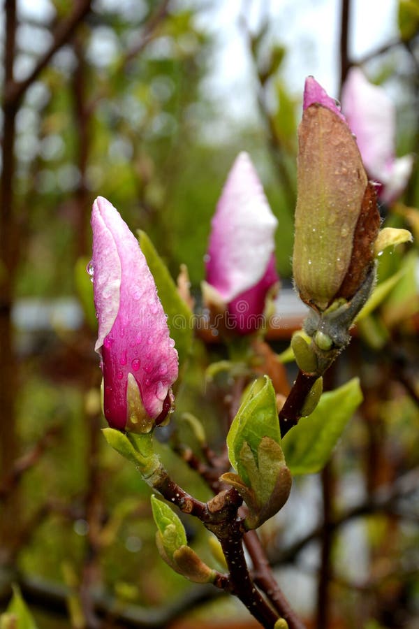 Magnolia. Bud in the Spring. Nice Flower in the Garden. Stock Photo ...
