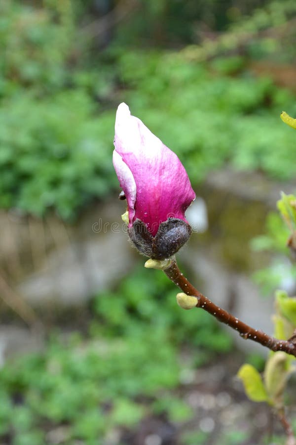 Magnolia. Bud in the Spring. Nice Flower in the Garden. Stock Image ...