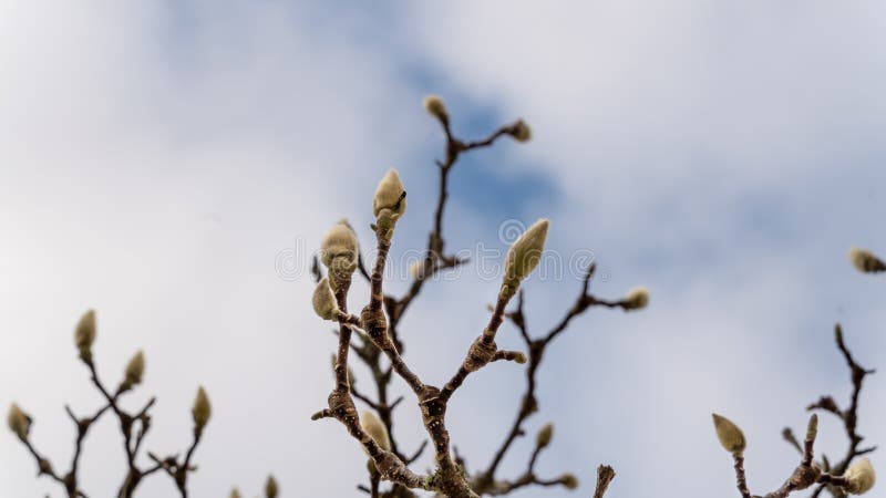 Magnolia bud in winter stock photo. Image of green, stem - 207873576
