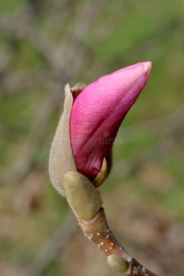 Magnolia Buds Bloom in Early Spring Sun Stock Image - Image of flora ...