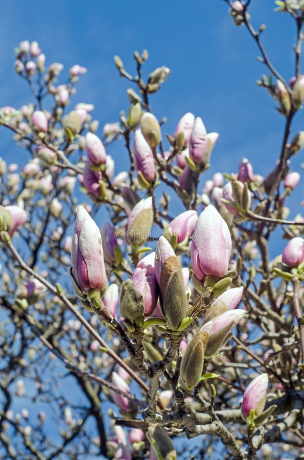Magnolia buds flower stock photo. Image of tree, macro - 39026792