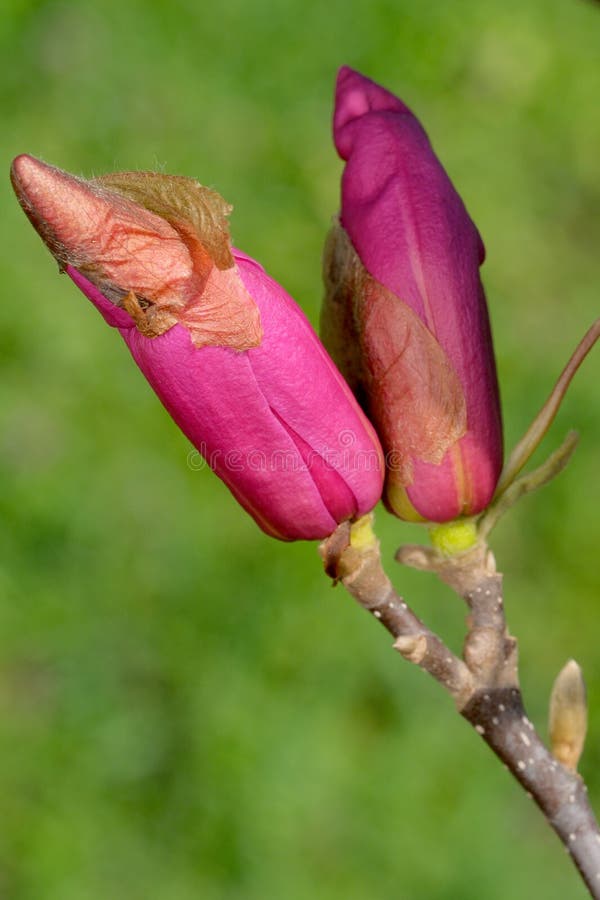 Magnolia Buds Ready To Bloom in Spring Stock Photo - Image of botanical ...