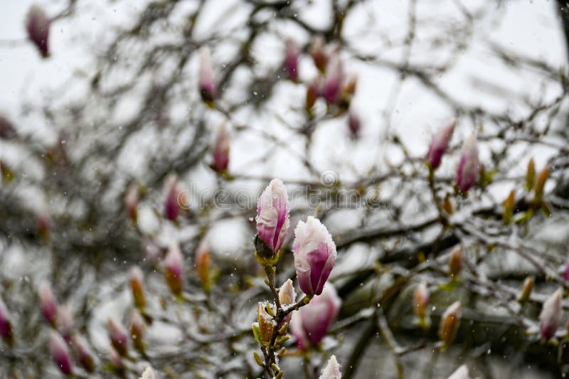 Magnolia buds with snow stock photo. Image of blossom - 265324180