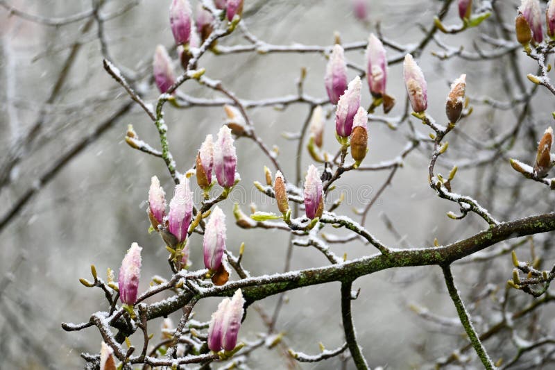 Magnolia buds with snow stock image. Image of spring - 265324939