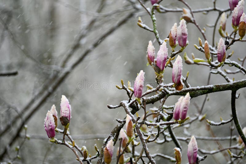 Magnolia buds with snow stock photo. Image of pink, spring - 265325288