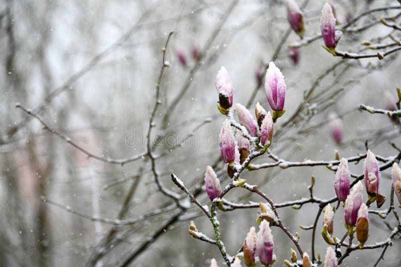 Magnolia buds with snow stock image. Image of season - 265325327