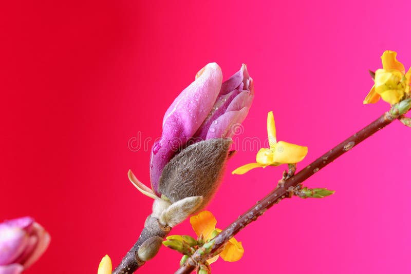 Magnolia bulb stock image. Image of bulb, botany, plant - 6144661