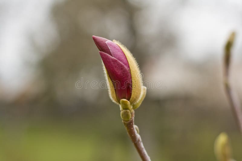 405 Magnolia Bulb Stock Photos - Free & Royalty-Free Stock Photos from ...