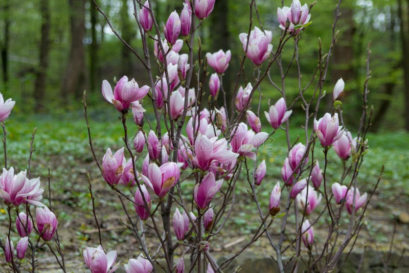 Magnolia Bush Blooms,beautiful Magnolia Bush Magnolia Liliiflora Stock ...
