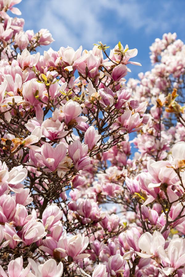 Magnolia Bushes Against a Blue Sky Stock Photo - Image of natural ...