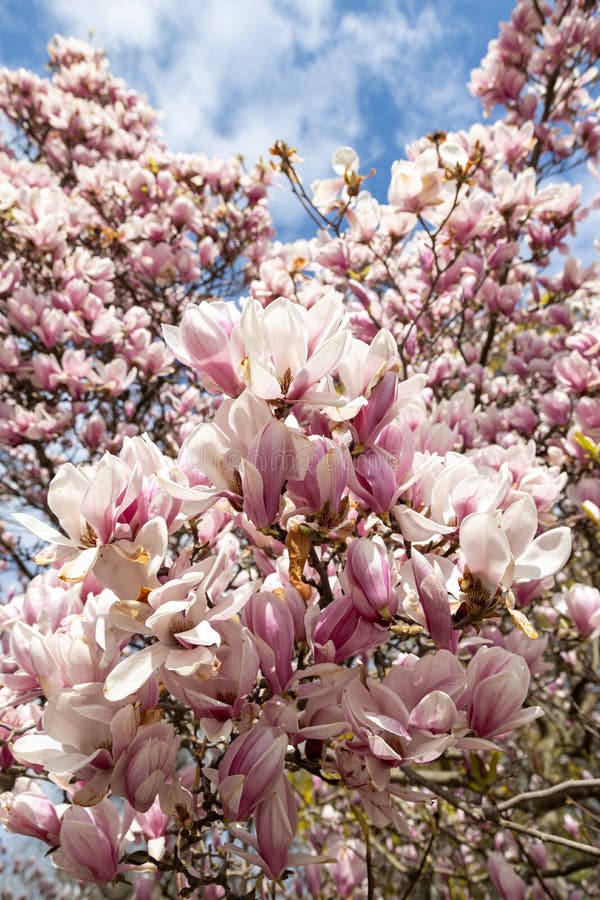 Magnolia Bushes Against a Blue Sky Stock Photo - Image of garden ...