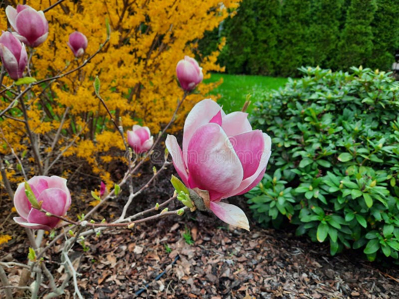 Magnolia Bushes Spring City Garden Stock Image - Image of green, spring ...