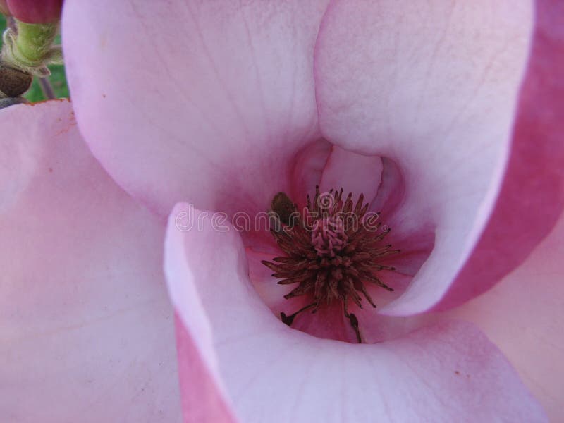 Magnolia center stock image. Image of freephotos, nature - 86690471