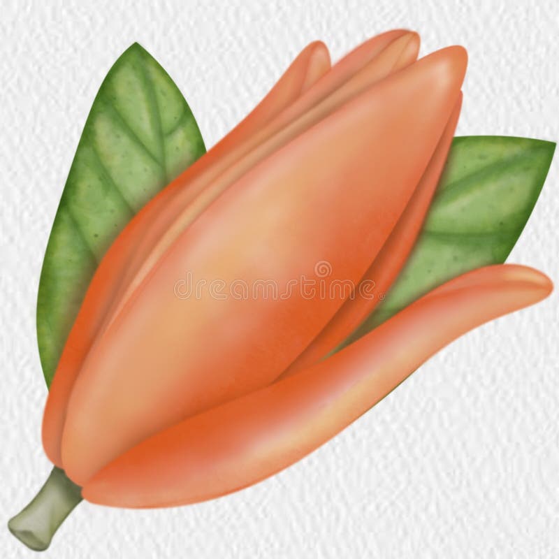 Champaca Orange Color Flowers of Magnolia Isolated ,hand Drawn ...