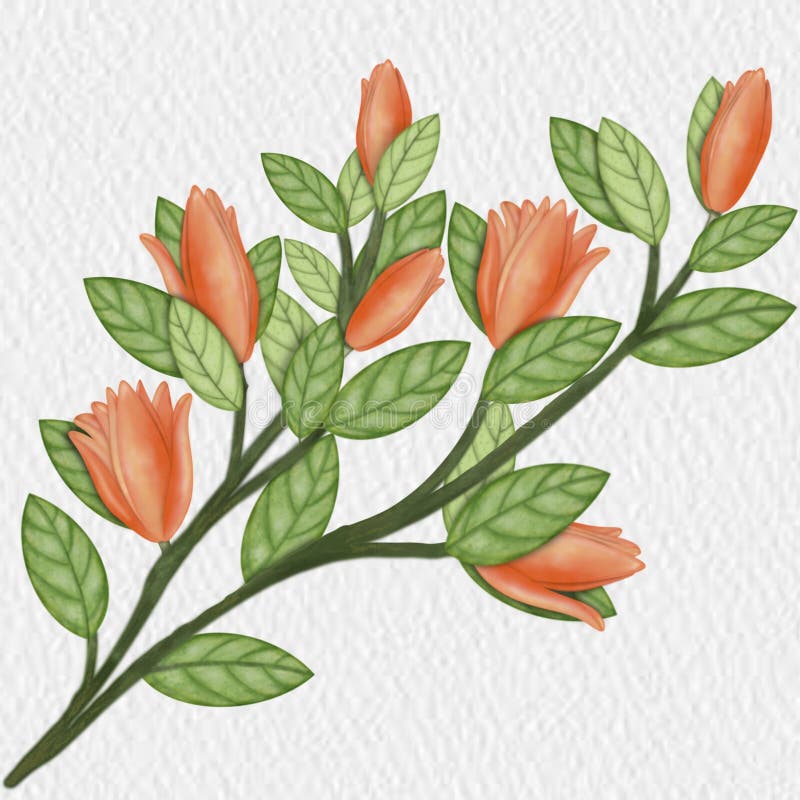 Champaca Orange Color Flowers of Magnolia Isolated ,hand Drawn ...