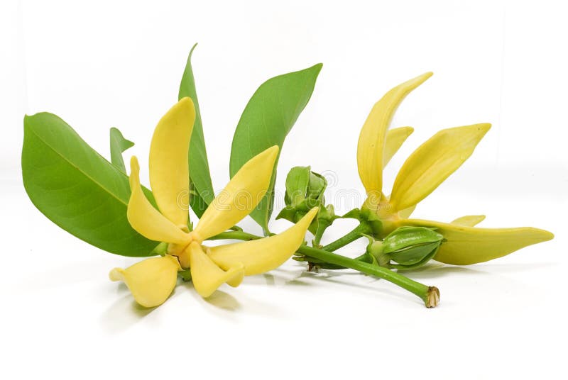 Michelia Champaca Flower Isolated On White Background Stock Photo ...