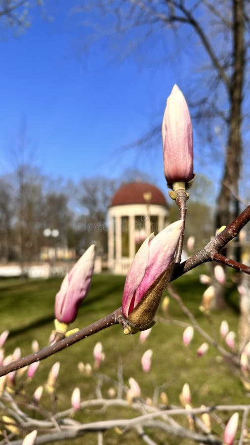 Magnolia Closed in the Park Stock Photo - Image of shrub, nature: 278108578