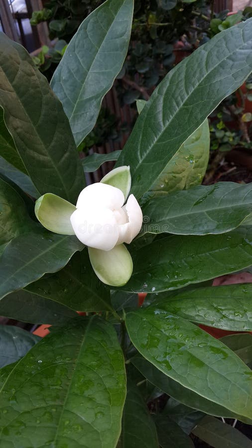 Magnolia coco stock photo. Image of improve, rich, requires - 187201460