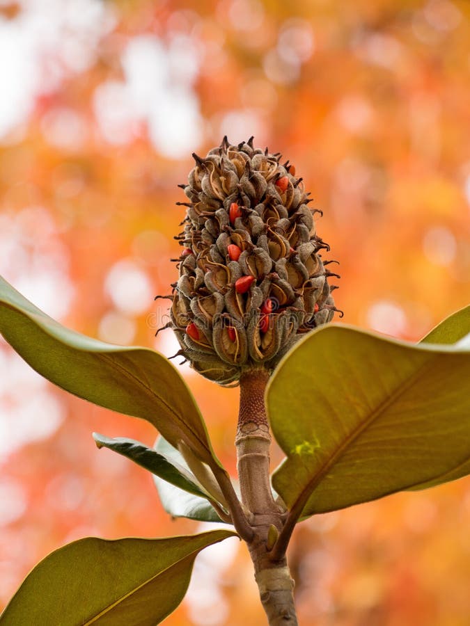 Magnolia cone stock photo. Image of nature, rustic, abstract - 35181720
