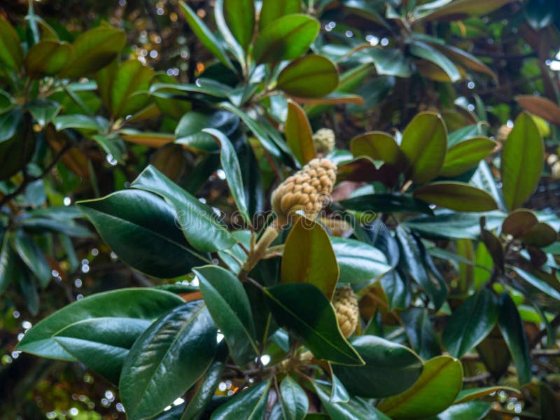 Magnolia Cones Fruits Tree Background Foliage Stock Photos - Free ...