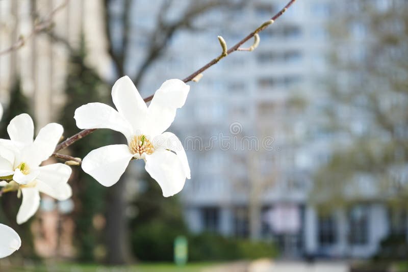 Magnolia Cream Flowers Blooming on the Tree. Outdoor, Spring Stock ...